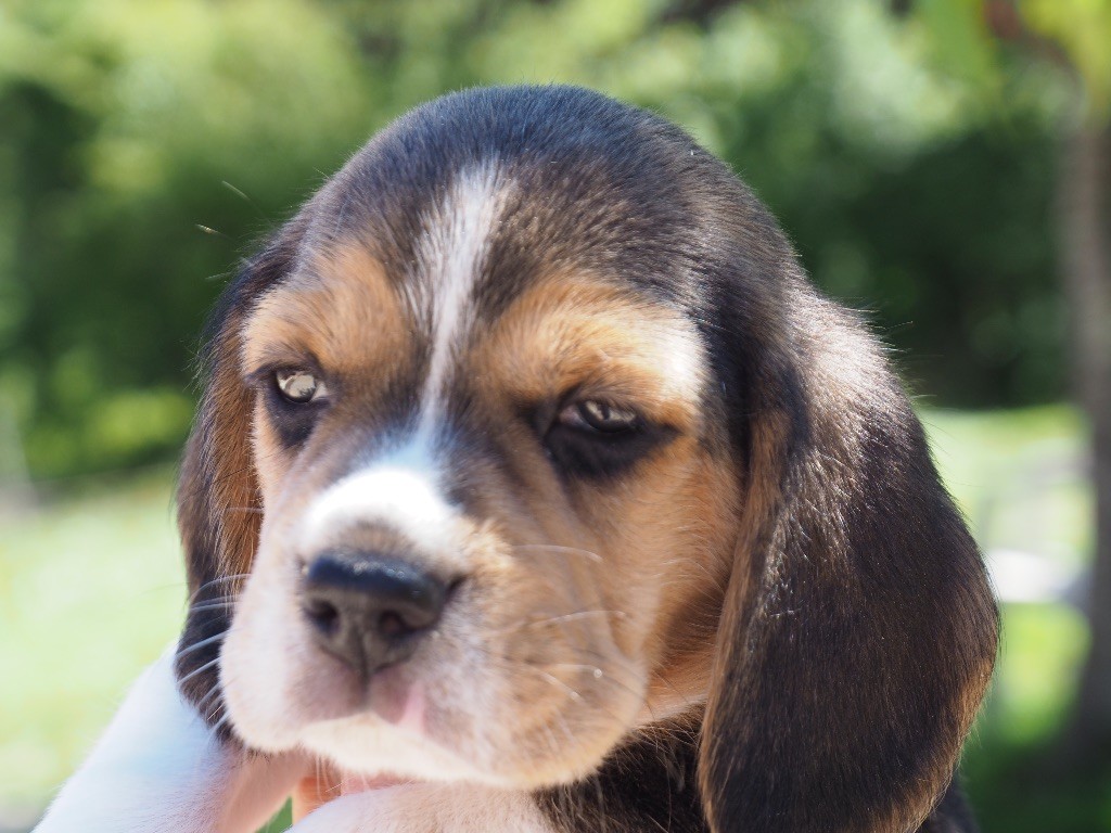 Accueil - Elevage De L'esprit Du Carbonado - eleveur de chiens Beagle